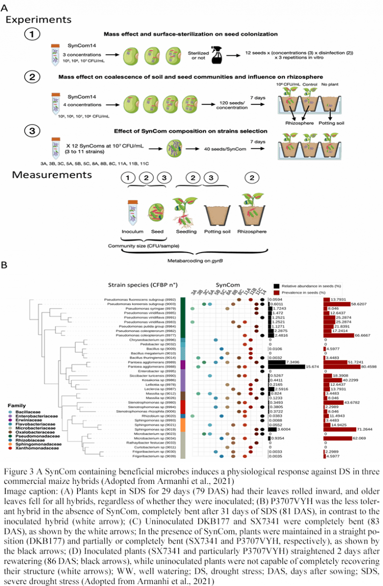 Long-Term Ecological Impacts of Engineered Synthetic Microbial ...