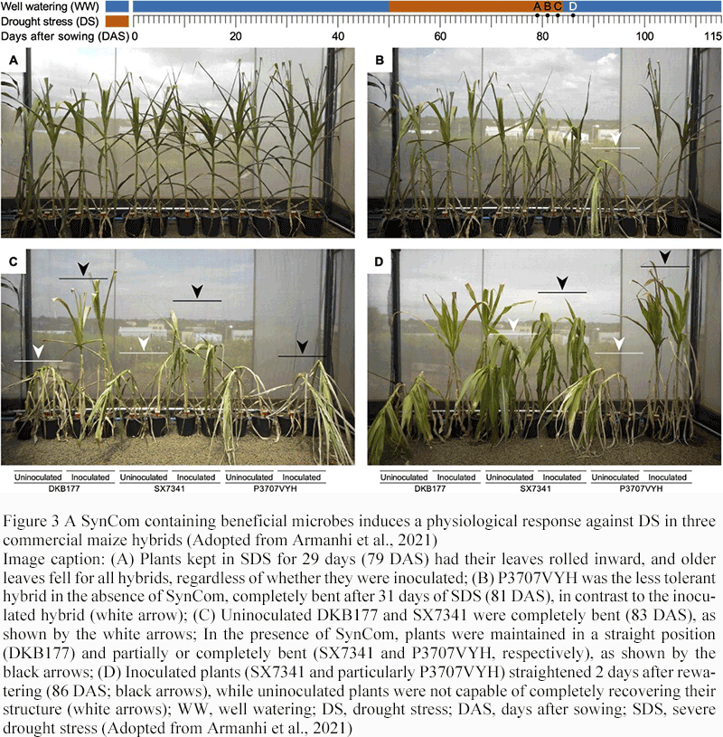 Long-Term Ecological Impacts of Engineered Synthetic Microbial ...
