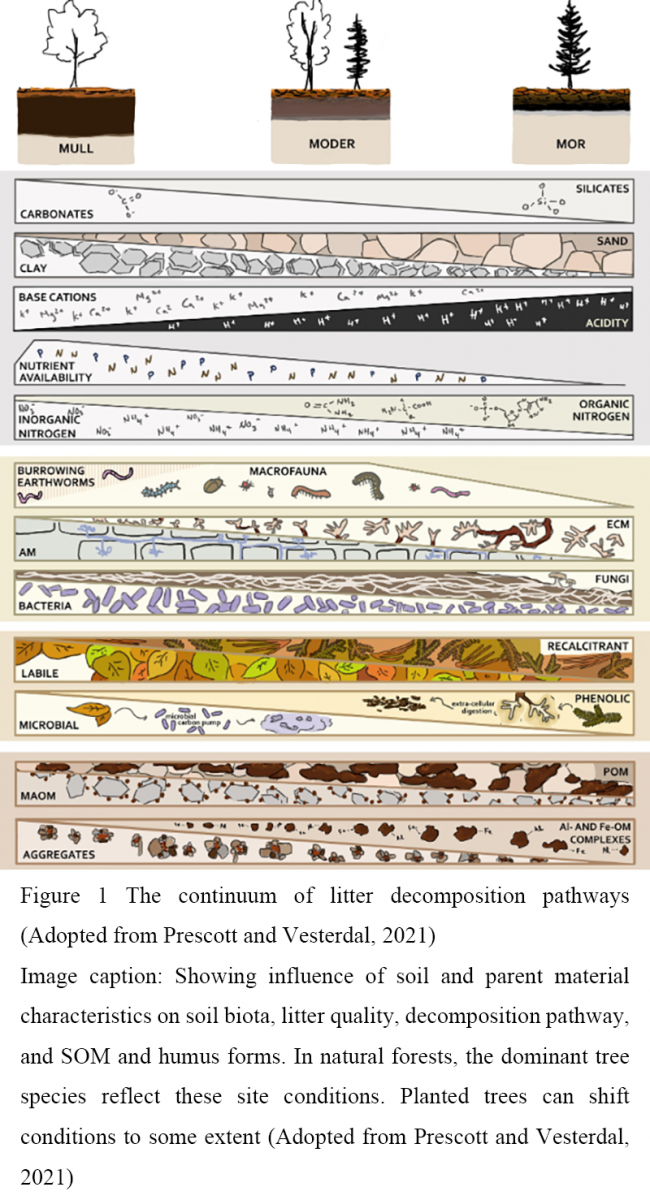 Decomposition Processes and Nutrient Cycling in Leaf Litter Ecosystems ...