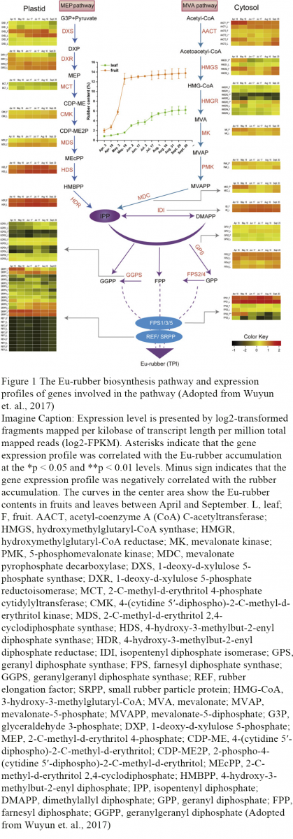 Evolutionary Pathways of Rubber Biosynthesis in Eucommia ulmoides ...