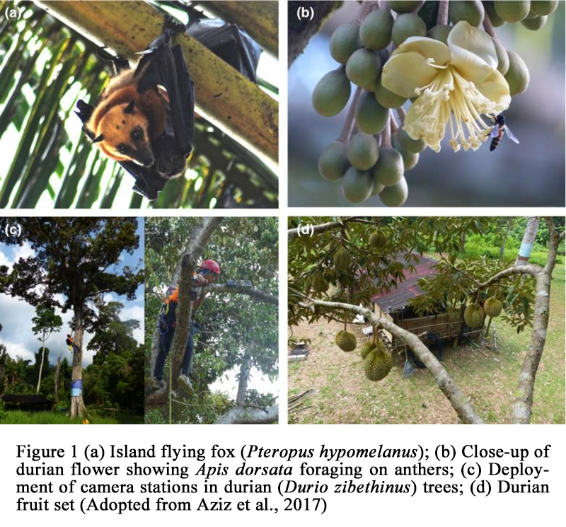 Origin and Dispersal of Durian Germplasm in Southeast Asia: Gene Flow ...