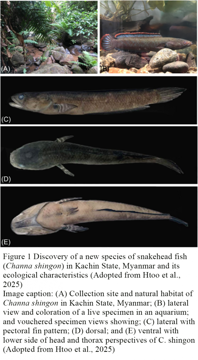 Phylogenetic Reconstruction and Genomic Adaptive Evolution Analysis of ...