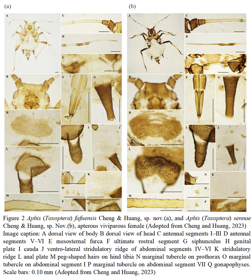 Systematic Classification of Aphids (Hemiptera: Aphididae): An Overview ...