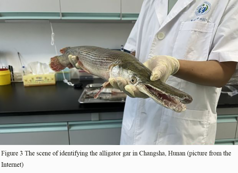 The Invasion of the Alien Species Alligator Gar ( Atractosteus spatula ...